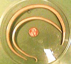 Internal Equine Parasites